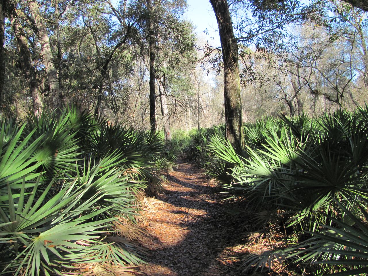 Blue Roads to Hiking Trails: Withlacoochee River Park Hike
