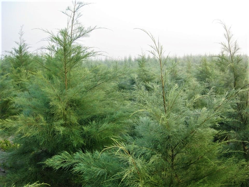 Kuakata Sea Beach - History and Travel-world heritage BD