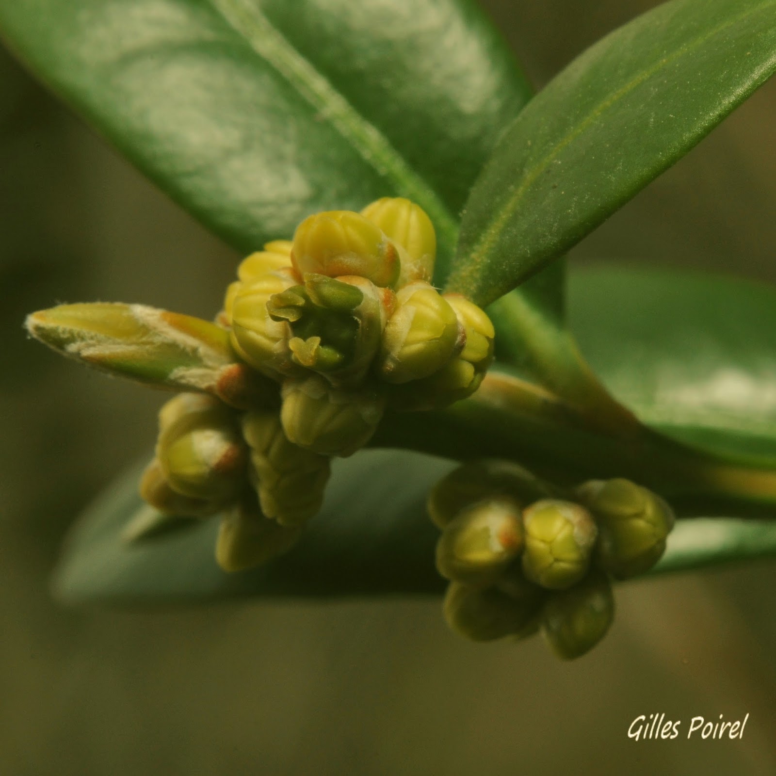 JURA, UNE TERRE, DES HOMMES: Le Buis commun. Buxus sempervirens.