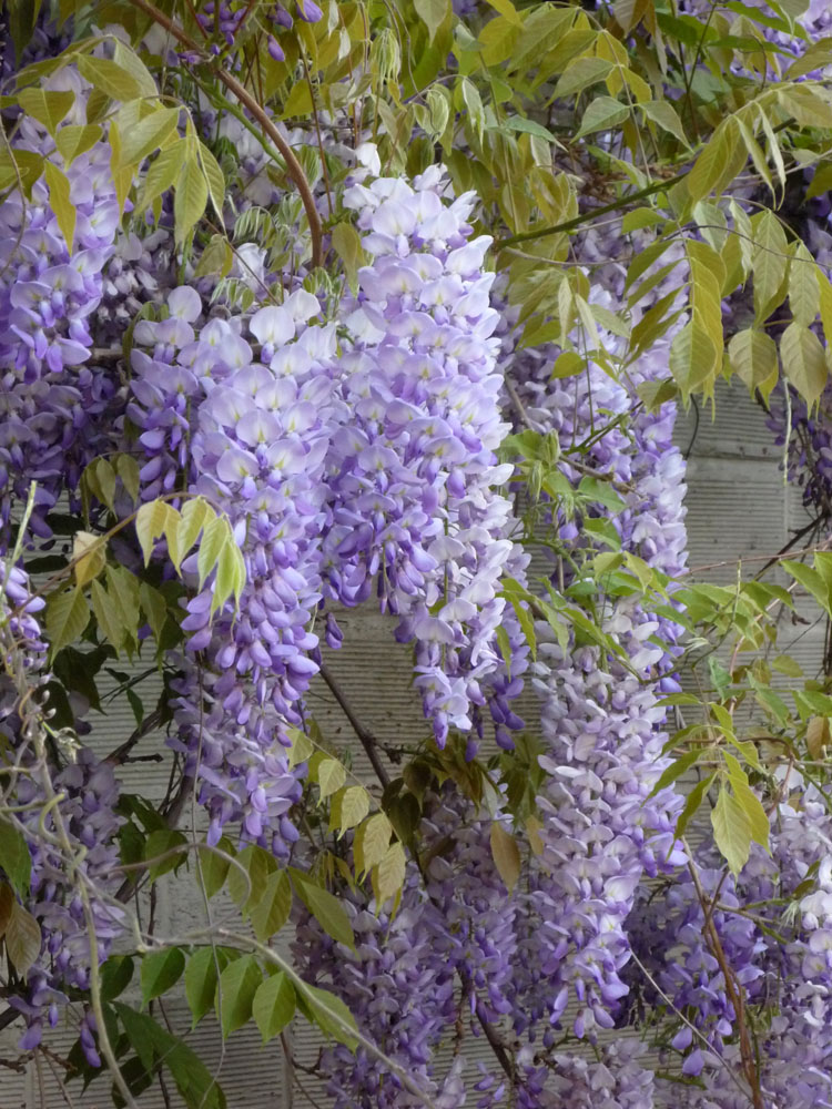 Dans Les Tiroirs: J'aime la glycine, pas vous