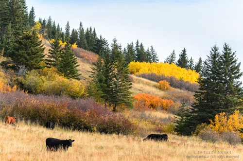 Prairie Nature: Fall Colours in the Cypress Hills: Saskatchewan-Alberta ...