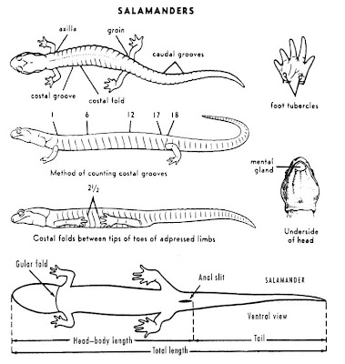 Punk Biology Student Blog: Salamander (Caudata)