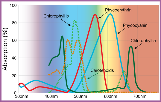 Ciencias de Joseleg: 2 LOS PIGMENTOS FOTOSINTÉTICOS, LUZ Y CLOROPLASTO