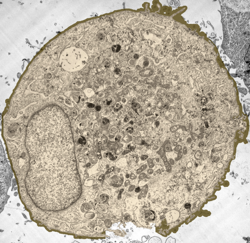 Aprendices en Acción: La Célula: un viaje increíble.