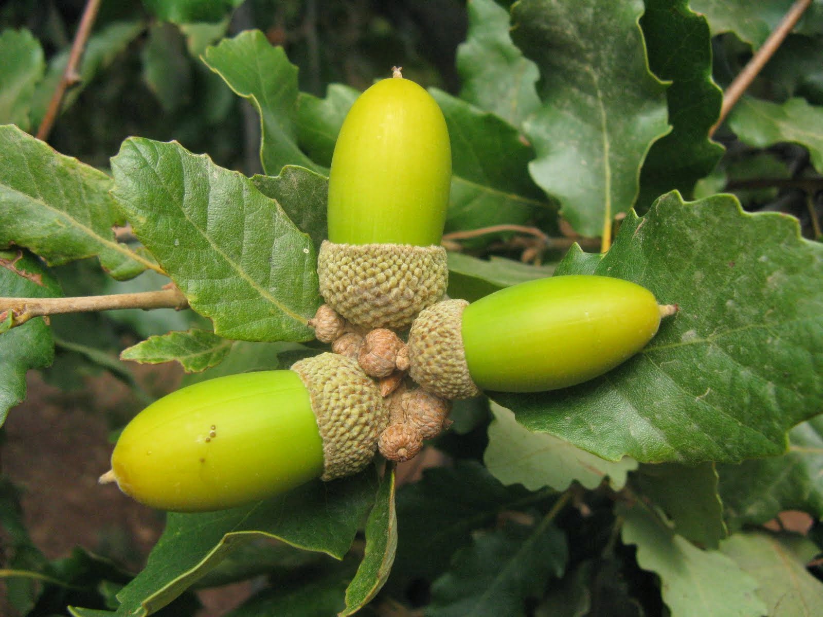 Club Montañero Ocho Miles Suabia: Quejigo