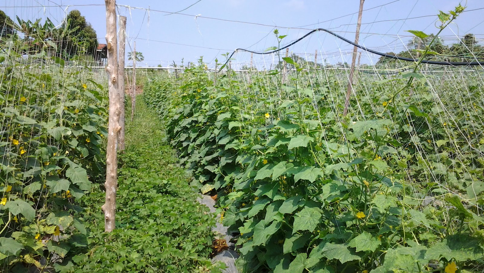 Agriculture Is Our Business: Tanaman Timun