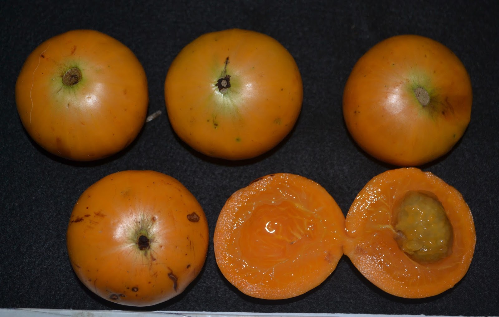 Plinia edulis - Cambucá da Mata Atlântica