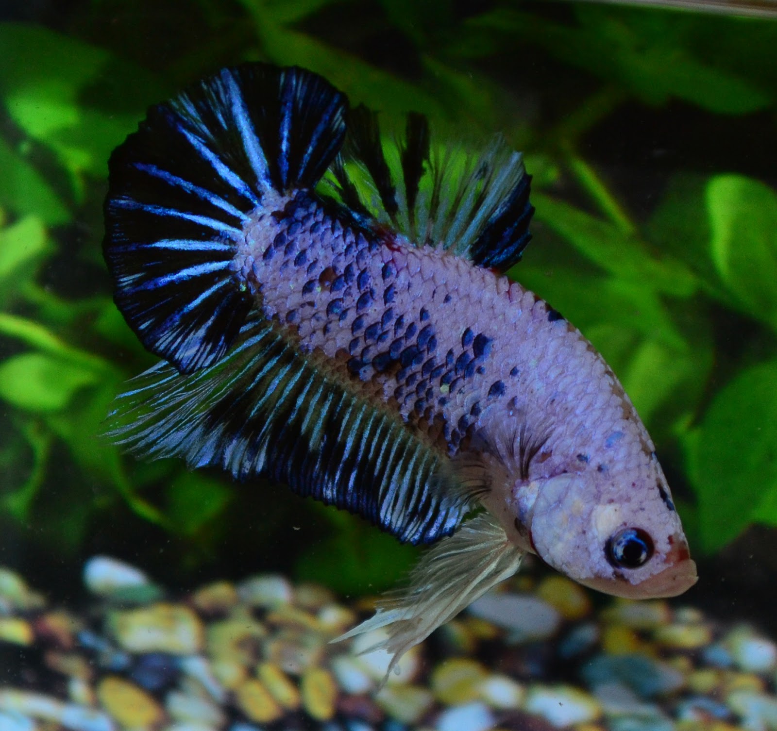 Betta Fish Afira: New Betta Fancy 2013 ( SOLD )