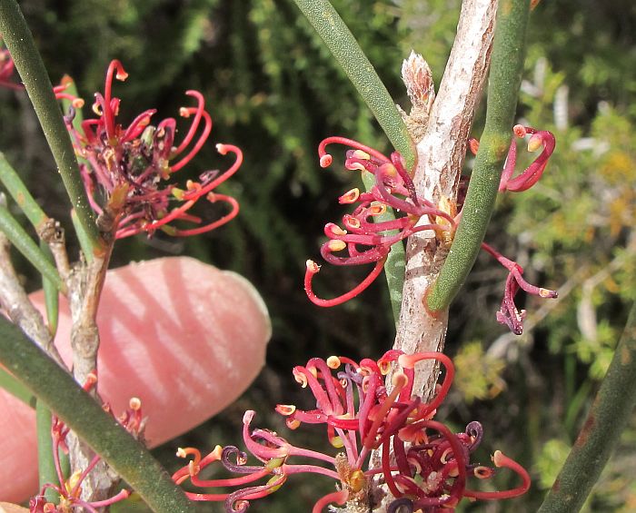 Esperance Wildflowers: Hakea strumosa – Proteaceae
