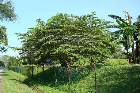 Arbol De Capulin