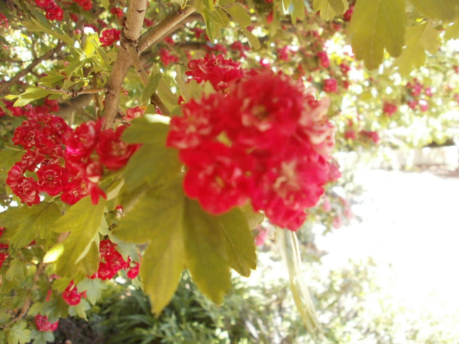 ANOTHER ARTFULL DAY: RED HAWTHORN TREE OH MY!