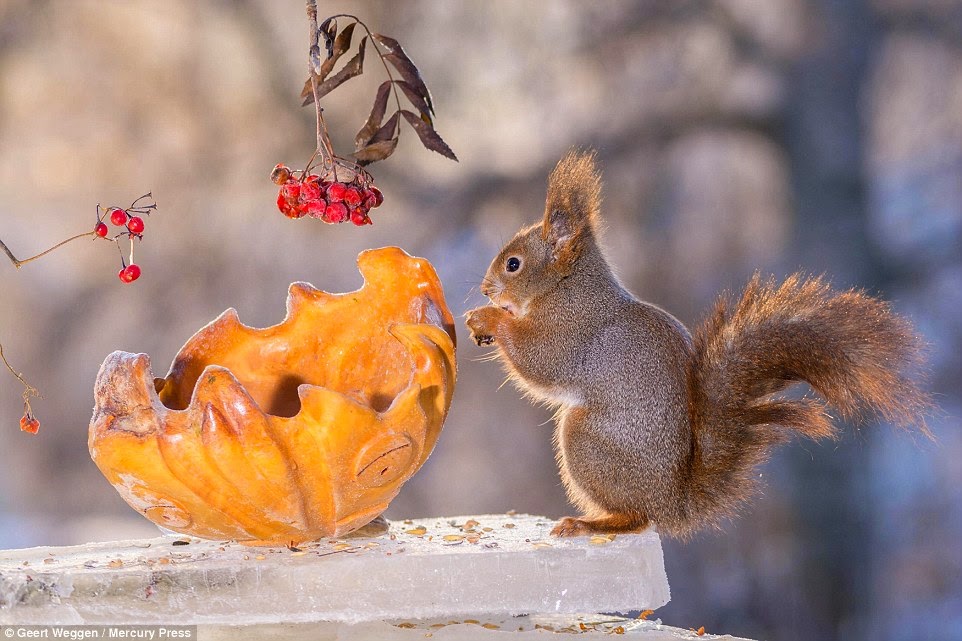 White Wolf : 10 Stunning pictures capture beauty of red squirrels in ...