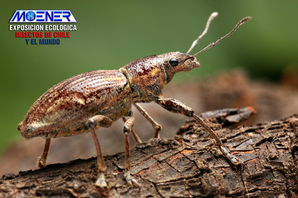 Exposición Ecológica Insectos de Chile y el Mundo: Primera Presentación ...