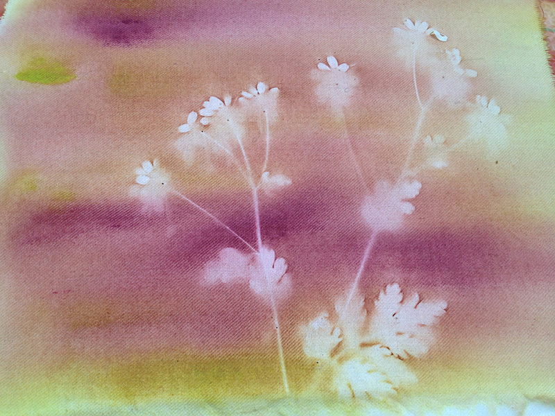 Living On The Edge.....: Sun Printing