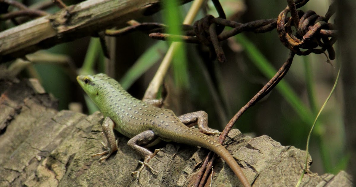 Sorry,all the clever names are taken.: The Tabili