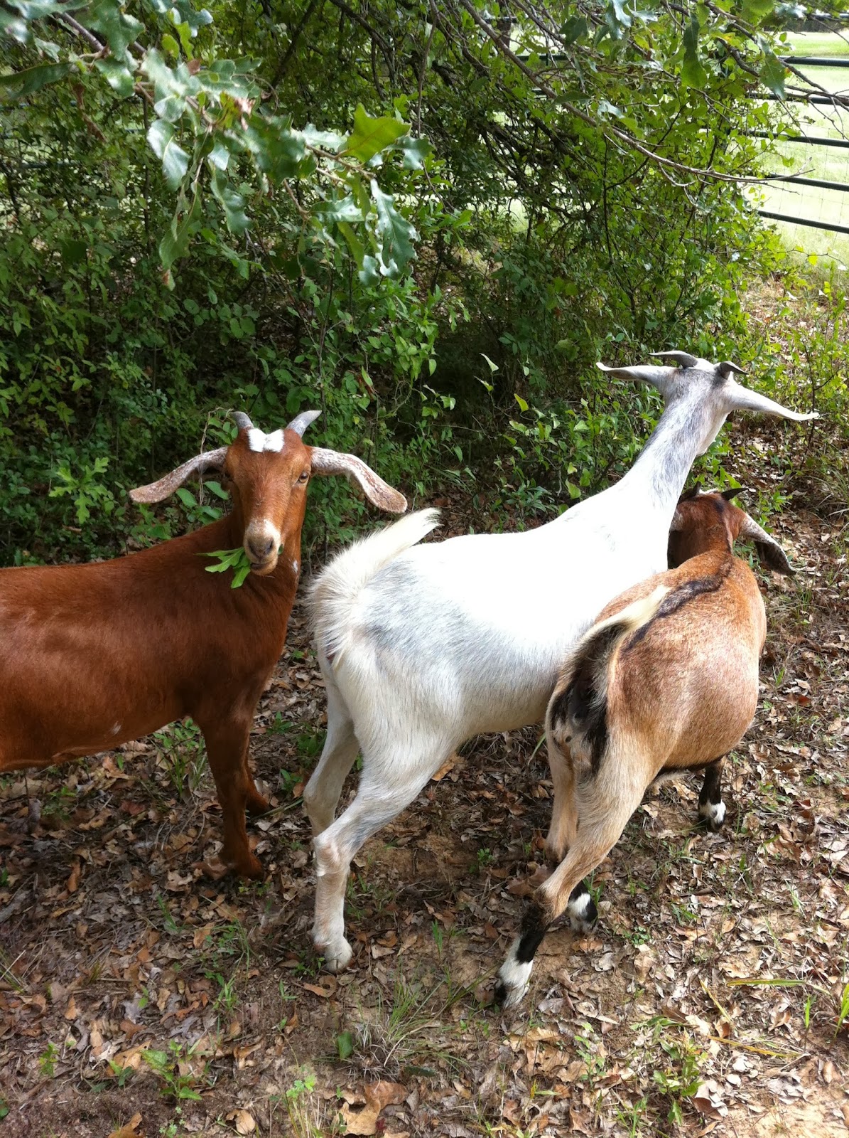 We Love Texas: Goats