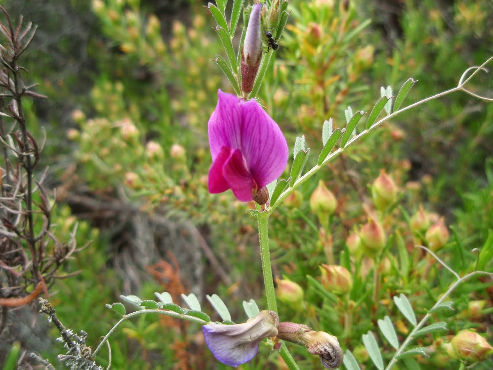 solitary dog sculptor: Botany - Botanica: Vicia - sp. Sativa - 20 ...