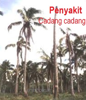 Anim Agro Technology: COCONUT CADANG-CADANG VIROID