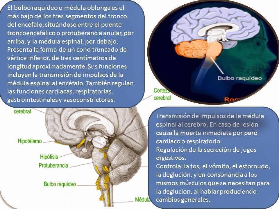 Iran Sandoval Carrillo: Bulbo Raquideo