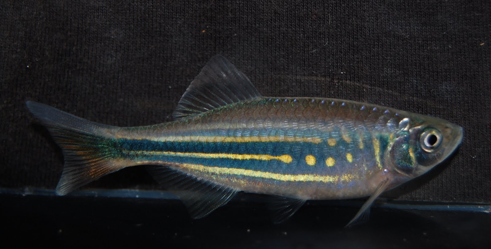 PIER AQUATICS NEW ARRIVALS: Devario aff aequipinnatus