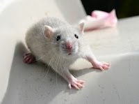 Jayrod P. Garrett: May 2012