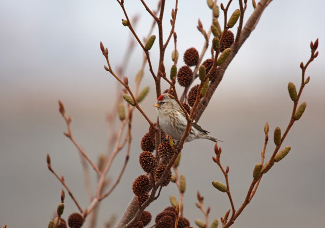BIRDING - Kyoto, Kansai and Japan: finches