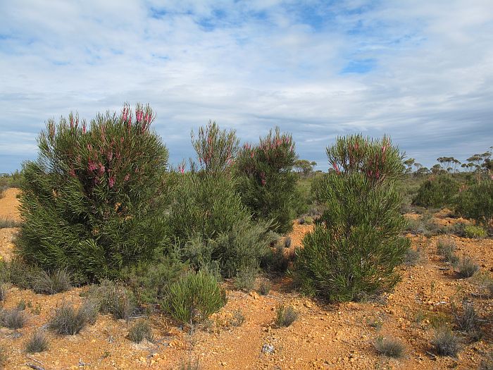 Esperance Wildflowers: Grass Leaf Hakea - Hakea multilineata