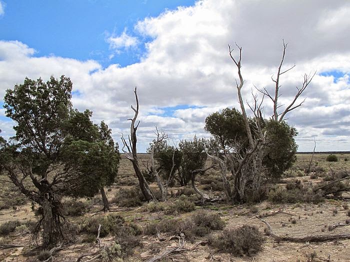 Esperance Wildflowers: Callitris canescens - Scrubby Cypress Pine