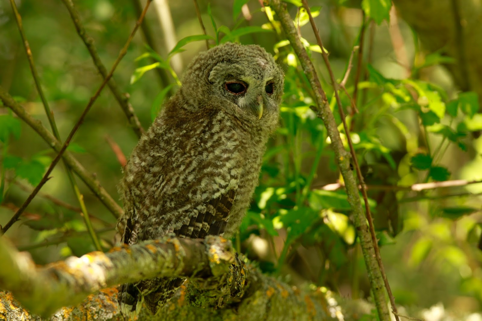 NATURAMETEO, majulada: Cárabo común ( strix aluco )
