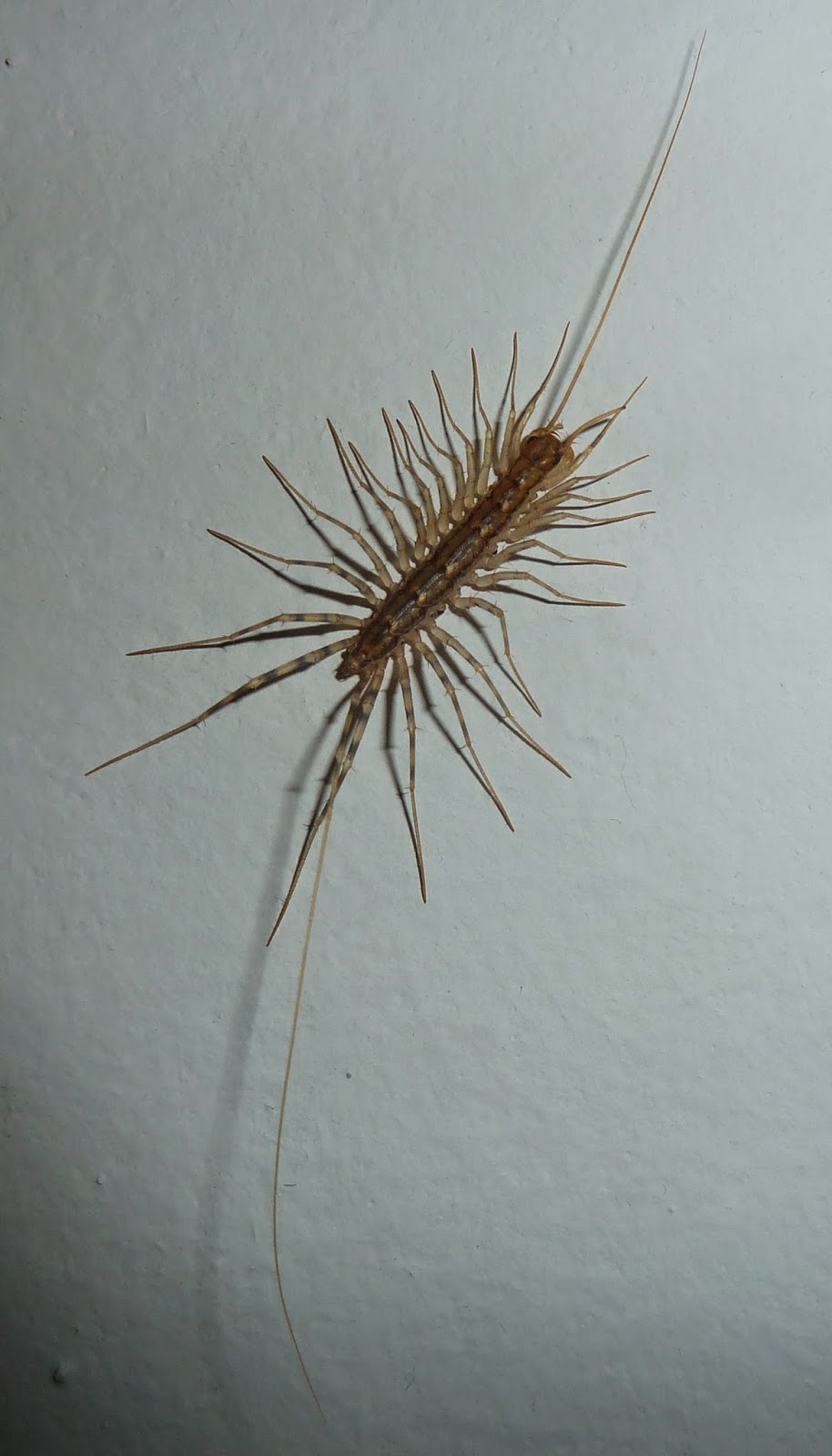 Bichos: Cienpiés (Scutigera coleoptrata)