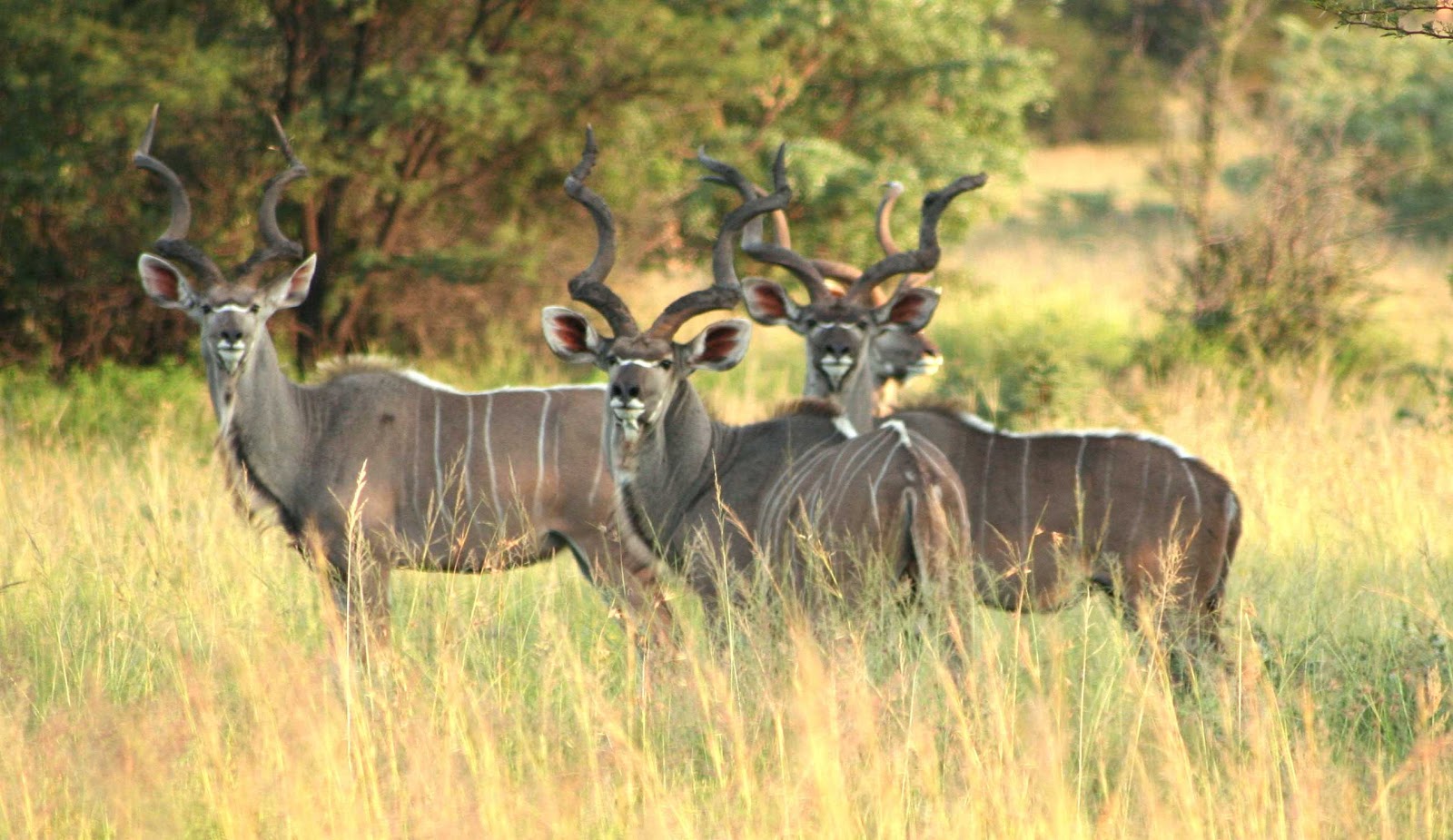 Kudu