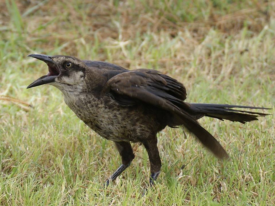 SE Texas Birding & Wildlife Watching: Let Us Now Praise Common Birds