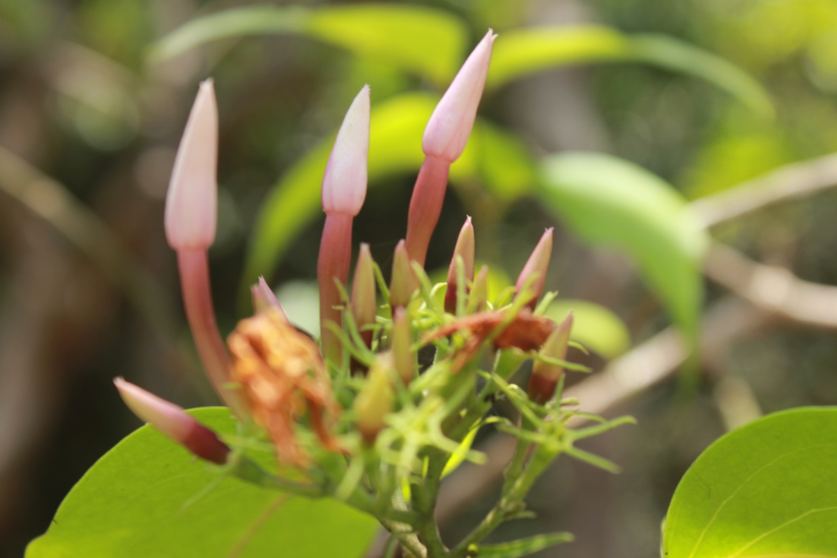 Journeys across Karnataka: Talewadi: cascade in Mahadeyi river