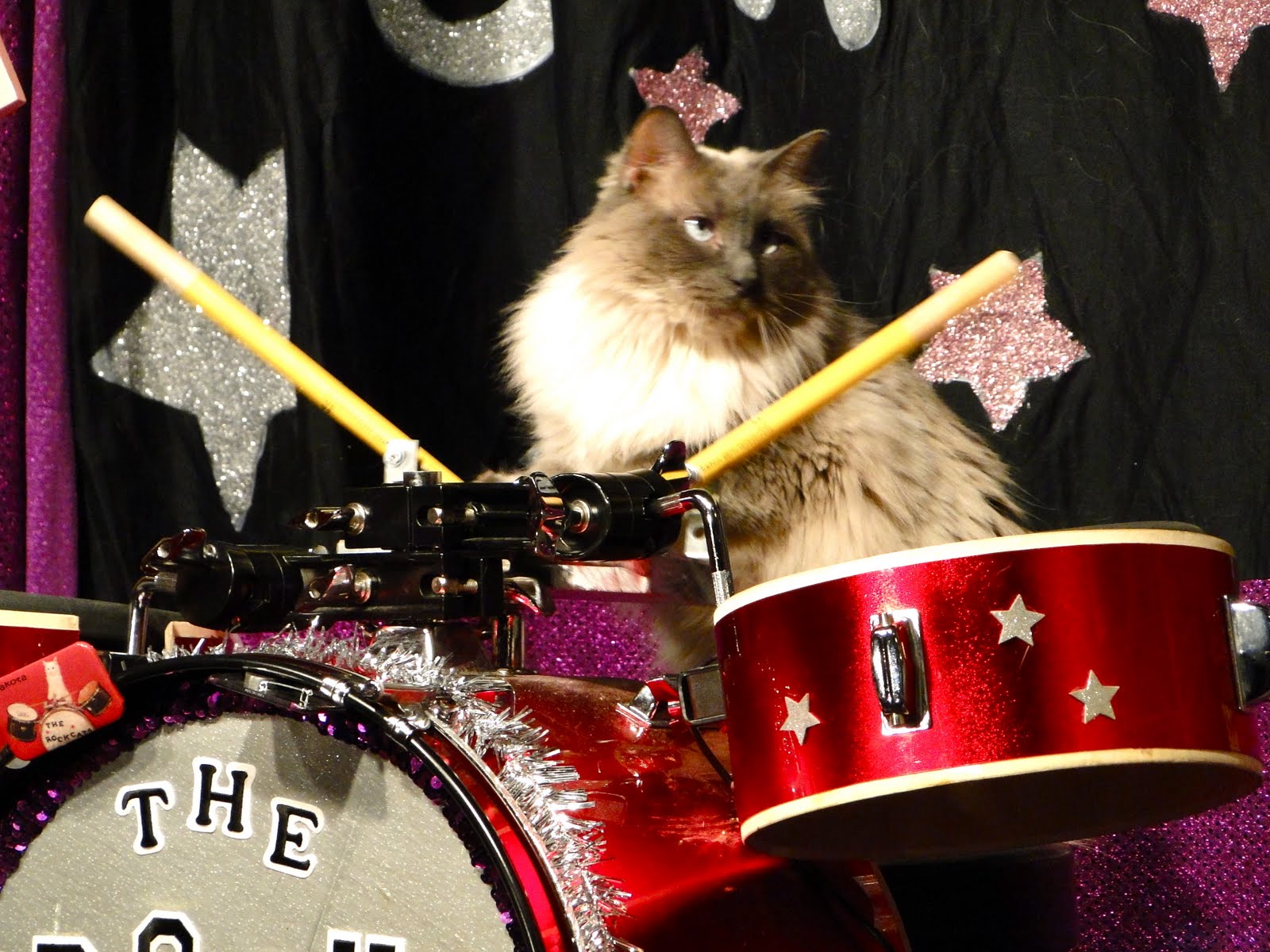 Streets of Wicker: Circus Cats, I love Thee