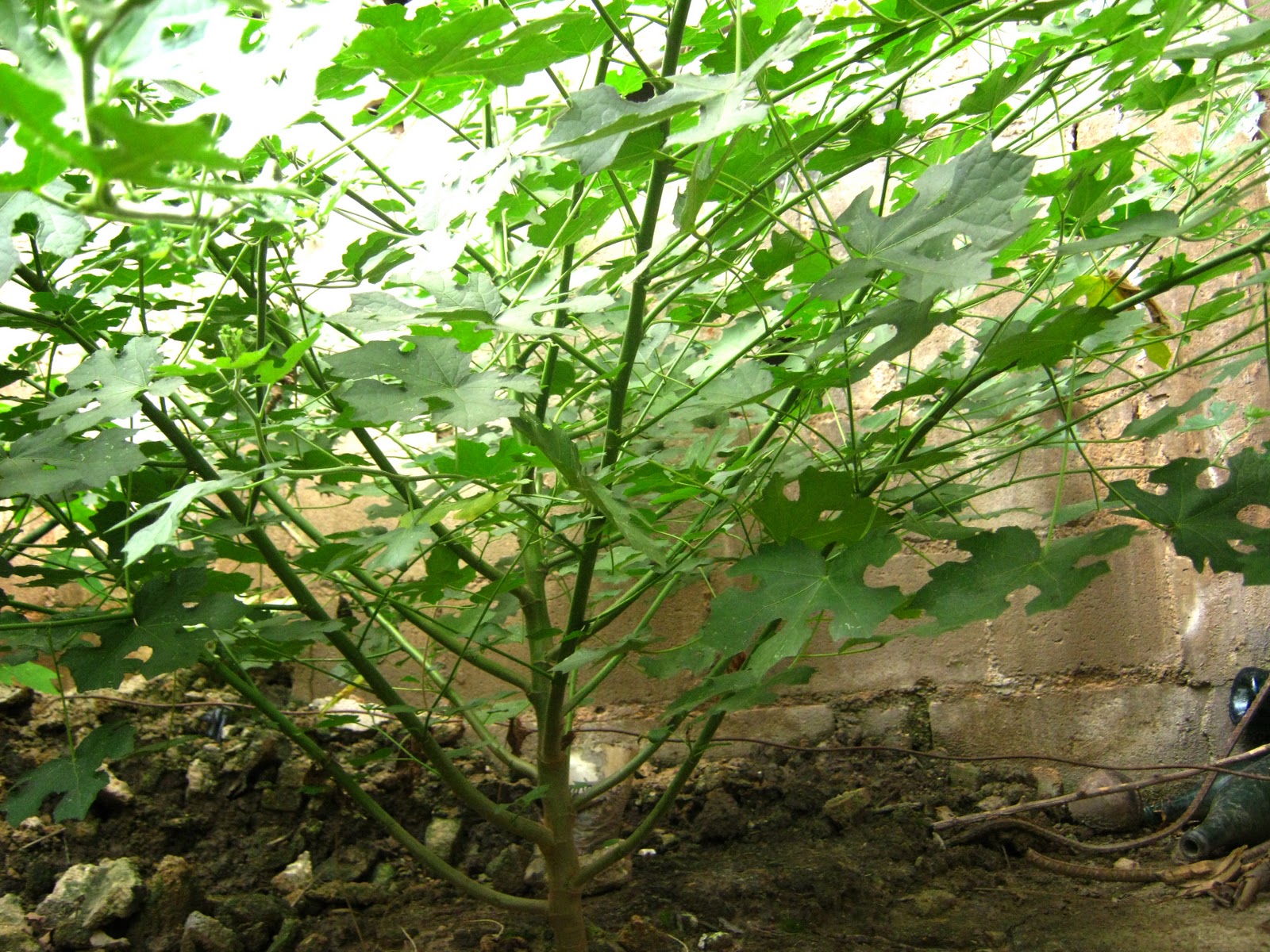 La Ayuda Que Necesito: Cadillo Pata de Perro.