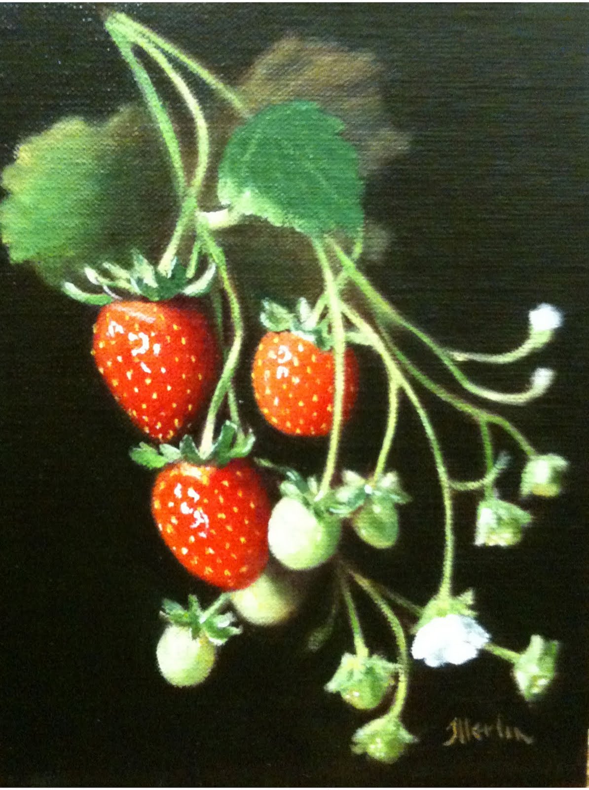 Merlin Art: Strawberry Vine