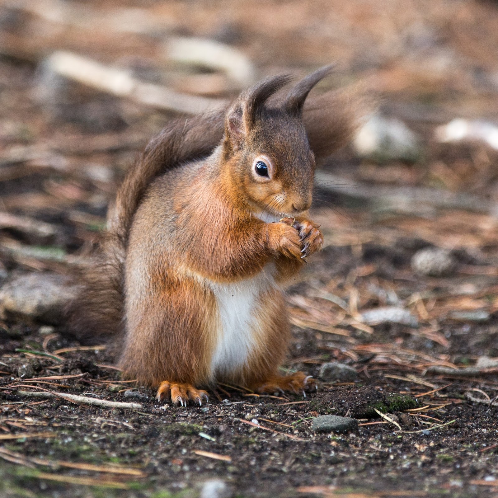 TrogTrogBlog: Wind-swept squirrels