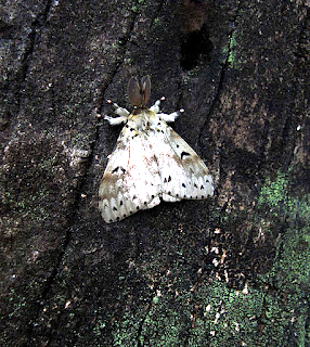 Living with Nature - School on Blog by Dr. Abercio V. Rotor: UST GS ...