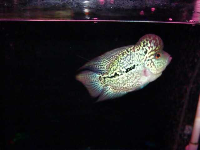 Flowerhorn The Hybrid Cichlids: King Kamfa and Kamfa