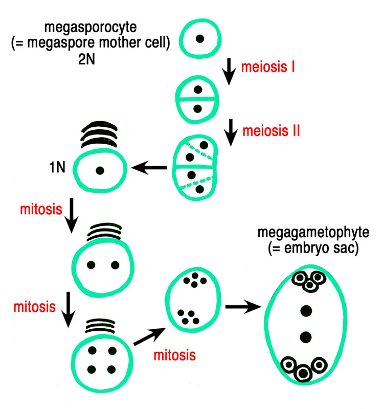 7 Celled 8 Nucleate Structure Ovule With Labelled Diagram