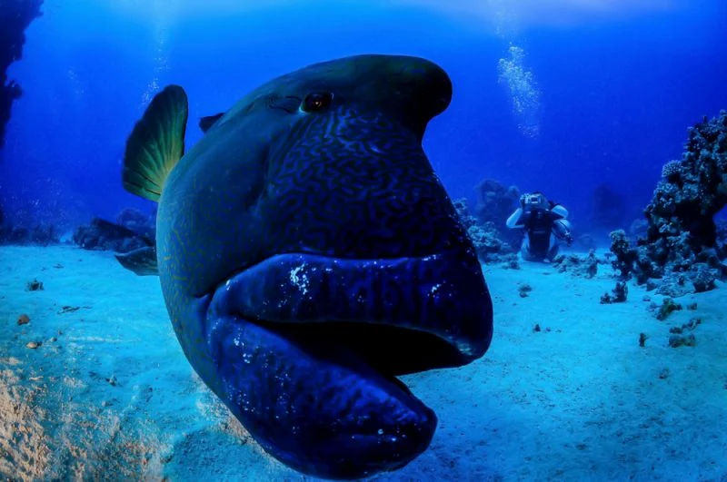 Unknown species of fish