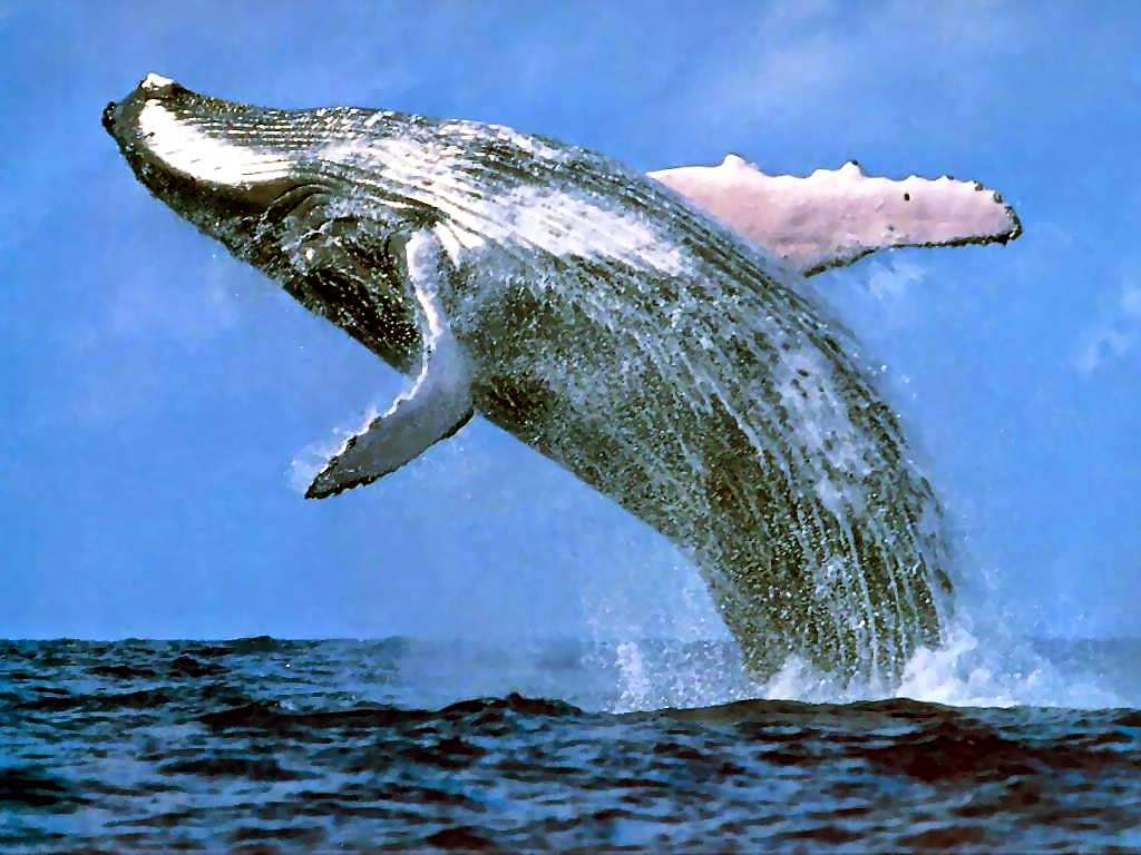 ?PURGATORY~g(CAT!FISH)d~DIALOGUE? : Humpback whale - Wikipedia, the ...