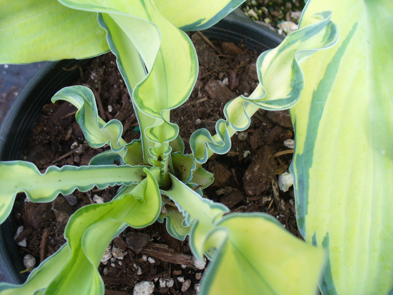 Cascade Nursery Trail – Plant Something Oregon