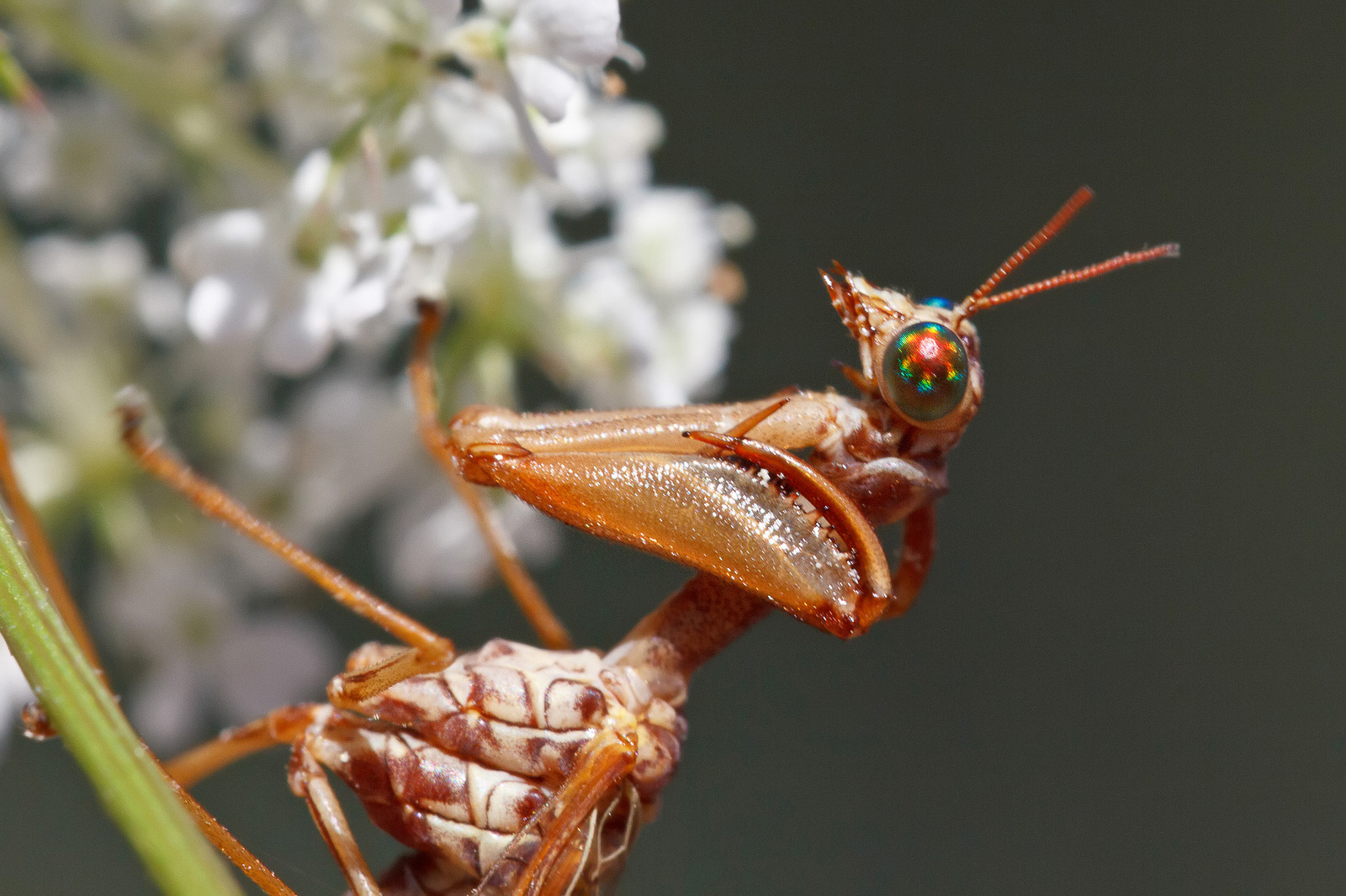 Real Monstrosities: Mantisfly