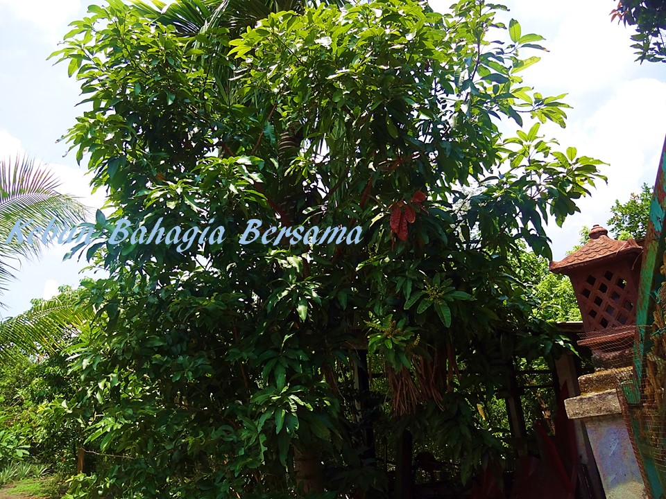 Kebun Bahagia Bersama: Bunga Mangga Telor