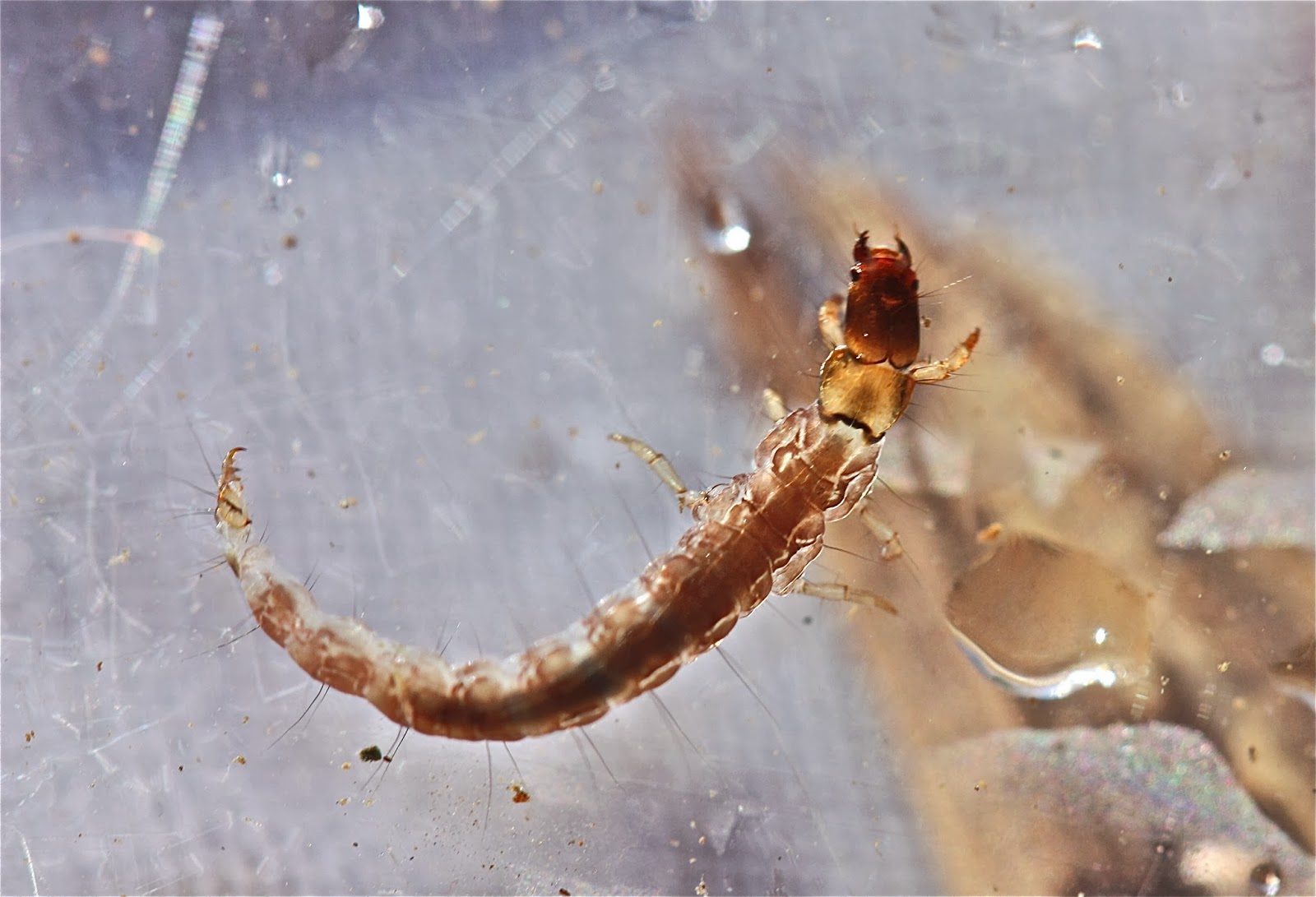 Aquatic Insects of Central Virginia: The freeliving caddisfly larva ...