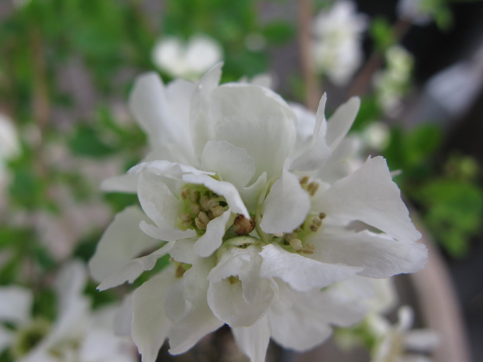 Victoria Gardens: ‘Snow Day Surprise’ Pearl Bush – Exochorda ‘Niagra’