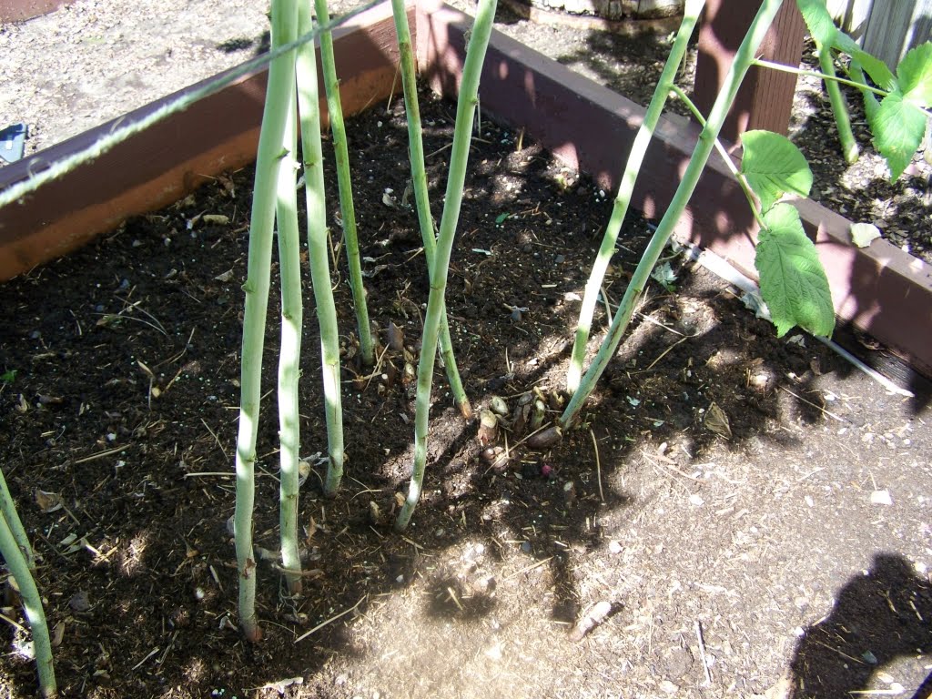 Annie's Kitchen Garden: July 31, 2011 - The Raspberry Patch
