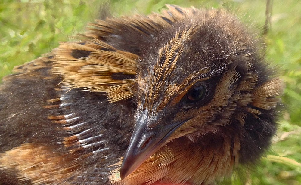 CAMBRIDGESHIRE BIRD CLUB GALLERY: Corncrake