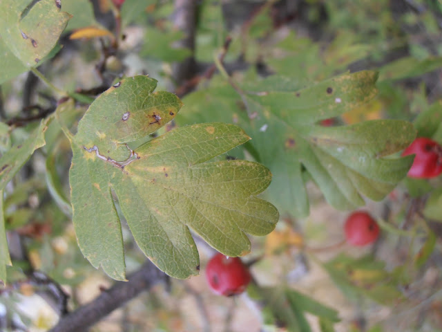 Entre plantas y bichos: Crataegus monogyna (Majuelo, espino albar)